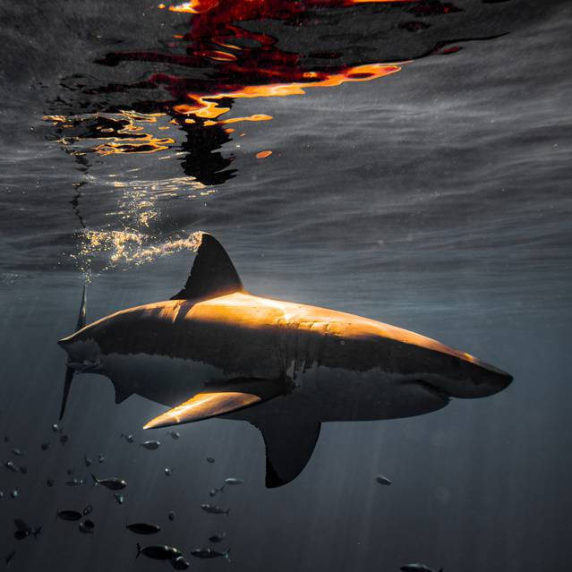 Photographer Shot the Perfect Jaws’ Poster in Real Life – Fubiz Media