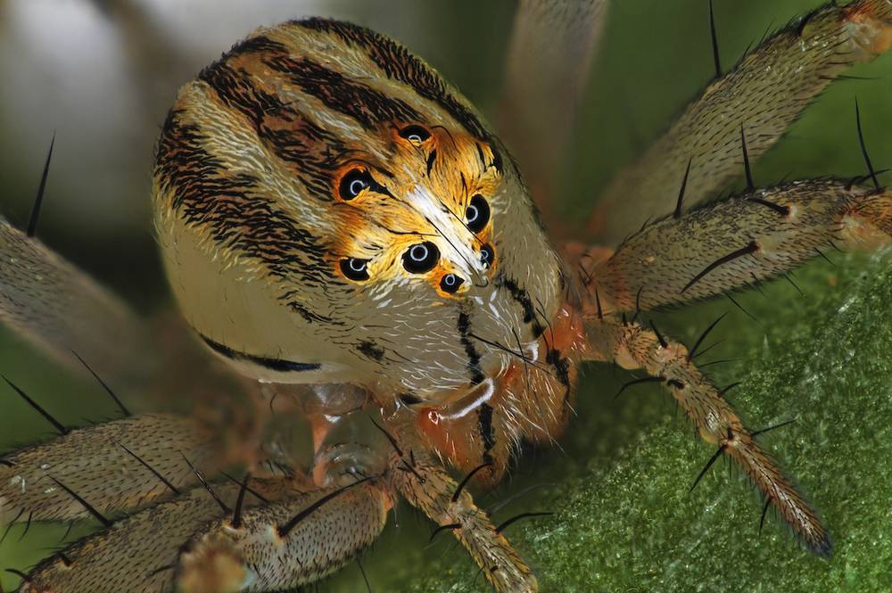 The Winners of the Nikon Small World 2019 – Fubiz Media