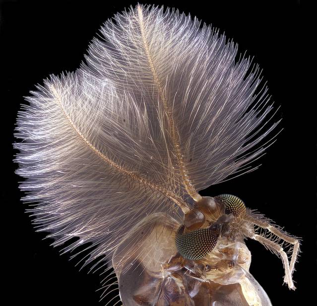The Winners of the Nikon Small World 2019 – Fubiz Media