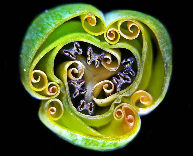 The Winners of the Nikon Small World 2019 – Fubiz Media