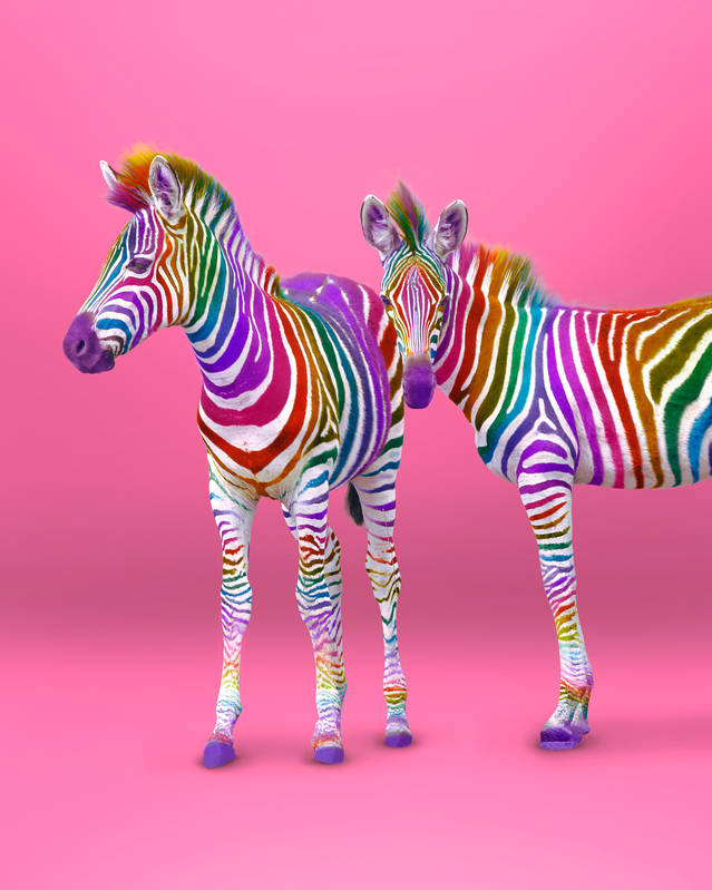 Animals in Rainbow Colors – Fubiz Media