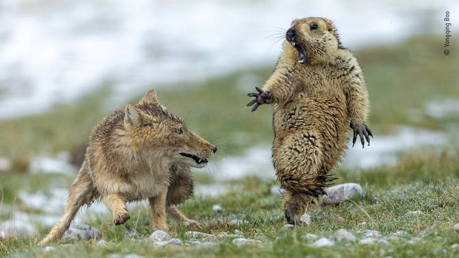 Two Mice Fighting in London’s Underground – Fubiz Media