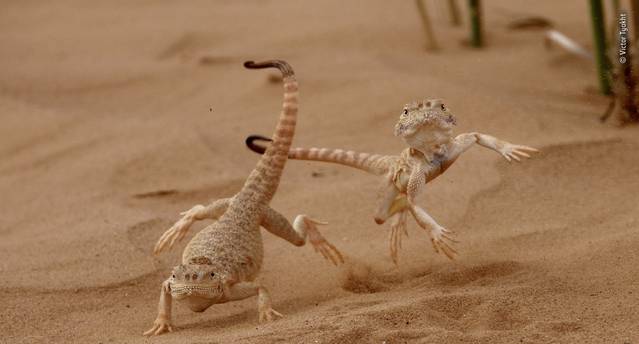 Two Mice Fighting in London’s Underground – Fubiz Media