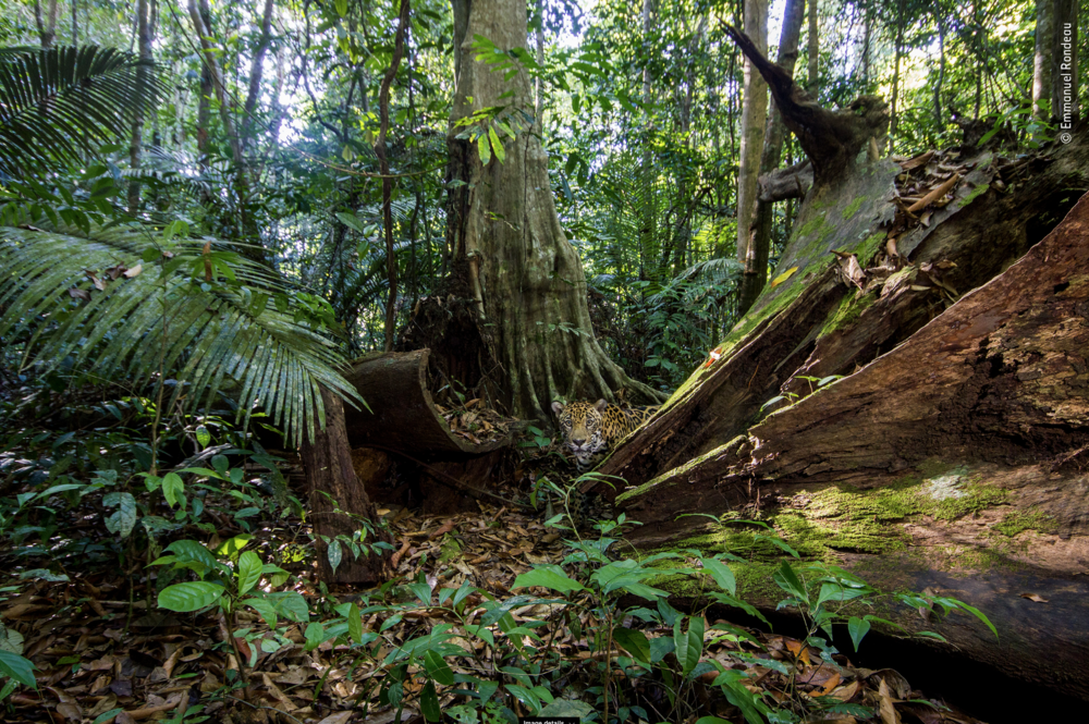 Two Mice Fighting in London’s Underground – Fubiz Media