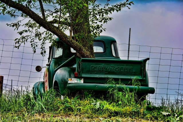 Trees Growing in Cars – Fubiz Media