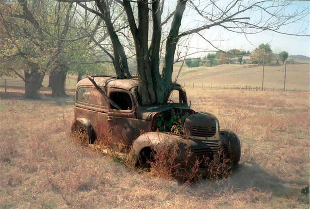 Trees Growing in Cars – Fubiz Media
