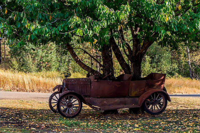 Trees Growing in Cars – Fubiz Media