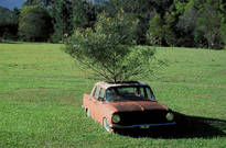 Trees Growing in Cars – Fubiz Media