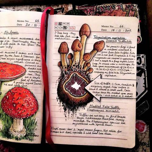 The Beautiful Illustrated Secrets of a Devon Wood – Fubiz Media
