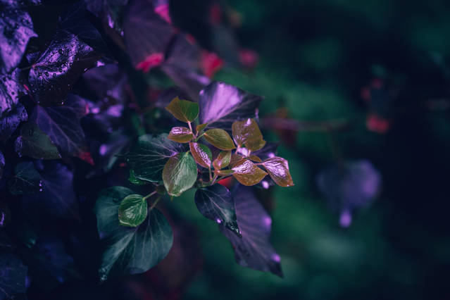 Stunning Flowers in Neonlight – Fubiz Media