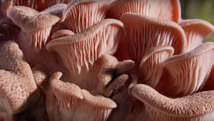 Behind the Scenes of Fantastic Fungi Netflix Documentary – Fubiz Media
