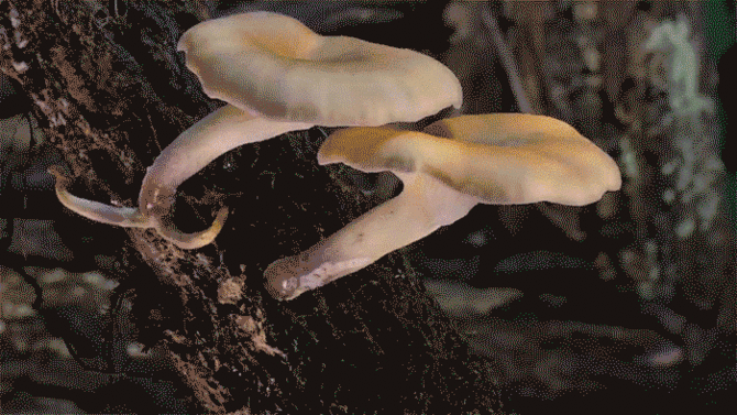 Behind the Scenes of Fantastic Fungi Netflix Documentary – Fubiz Media