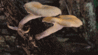 Behind the Scenes of Fantastic Fungi Netflix Documentary – Fubiz Media