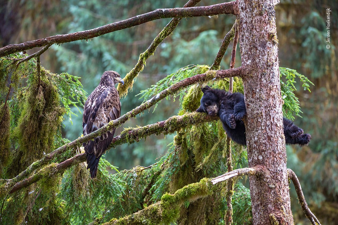 ©Jo-Anne-McArthur-Wildlife-Photographer-of-the-Year – Fubiz Media