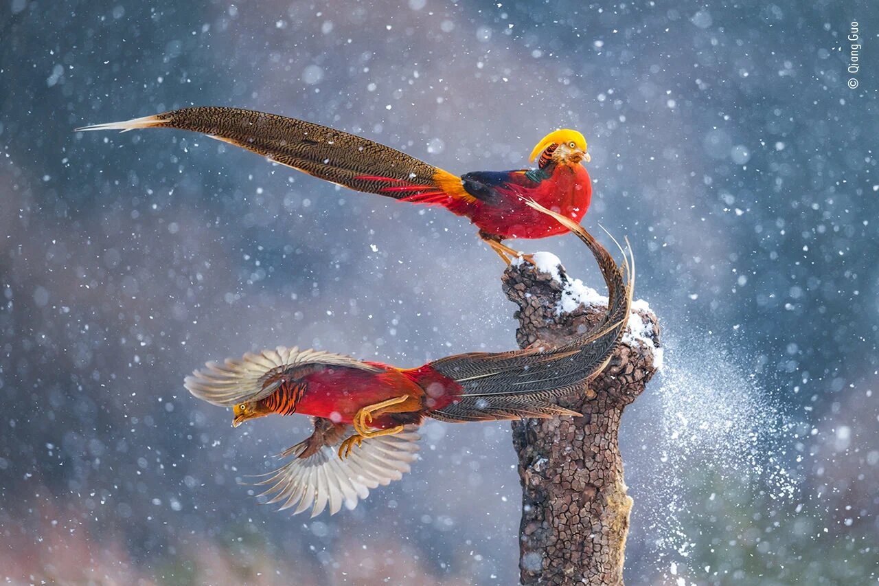 ©Jo-Anne-McArthur-Wildlife-Photographer-of-the-Year – Fubiz Media