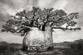 Stunning Baobabs by Beth Moon – Fubiz Media